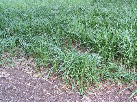 How To Care For Monkey Grass A Good Garden