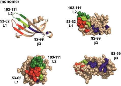 Ribbon And Cartoons Representation Of The Identified Binding Fragments
