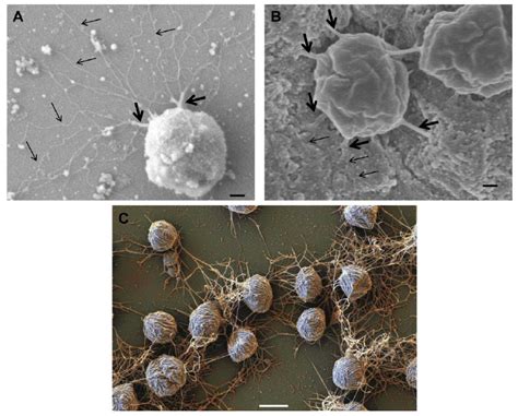 Role Of Archaella In Attachment Of Archaea To Surfaces And Other Cells