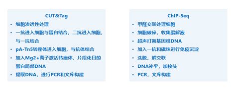 组蛋白翻译后修饰及研究方法介绍cfdna 组蛋白修饰apexbio的博客 Csdn博客