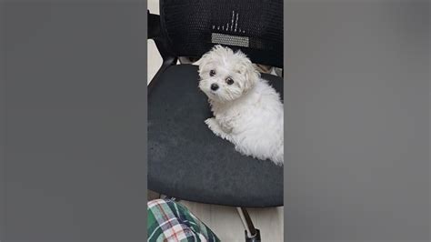 언니가 지켜줄게 Youtube