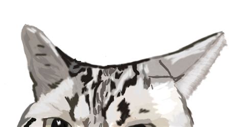 猫 アメショ ジャム まるけのイラスト Pixiv