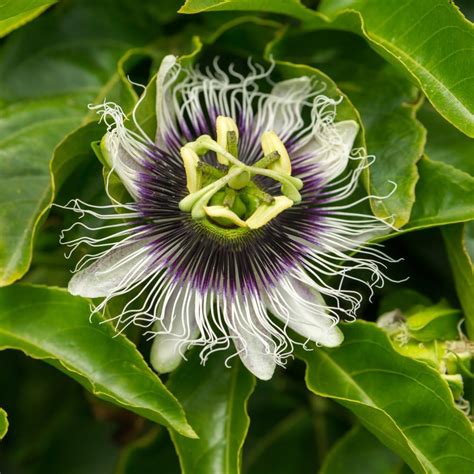 Passiflora Edulis Frederick Climbing Passion Flower Fast Growing Evergreen Vine Unique
