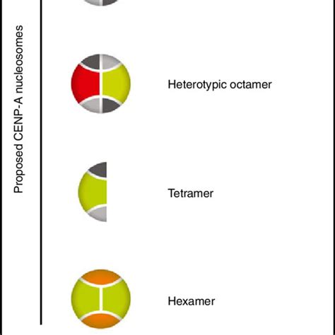 Different Models For The Composition Of Cenp A Nucleosomes These Download Scientific Diagram