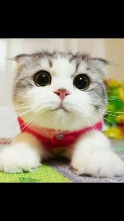 ️Я хотел пожелать тебе удачи😽смотреть ролики дальше🥰😍 Cat рек Youtube