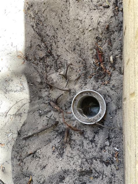 Rubber Tree Roots Issue Rarborists