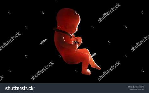 3d Illustration Entanglement Umbilical Cord Around Stock Illustration