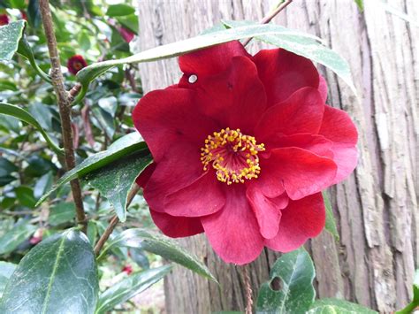 Camellia Japonica ‘bob Hope Rhododendron Species Botanical Garden