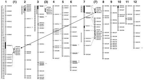 Linkage Map And The Positions Of Qtls For Hybrid Sterility White And Download Scientific