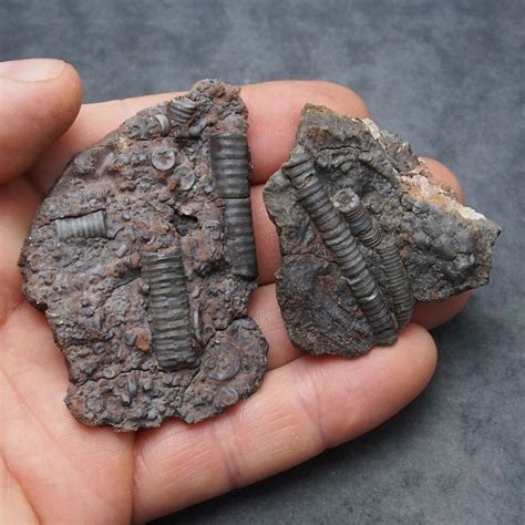 2 Pieces Crinoid Scyphocrinites Elegans Echinoderms Fossil Natural Fossilien Ebay Fossils