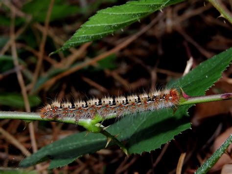 Mariposas Y Orugas Volvoretas E Eirugas La Oruga Es Bella
