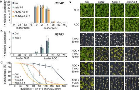 Heteromeric Hsfa2 Hsfa3 Complexes Drive Transcriptional Memory After