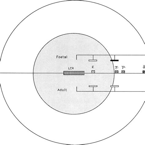 Model For Regulation Of ~ And ~ Globin Gene Expression During Fetal