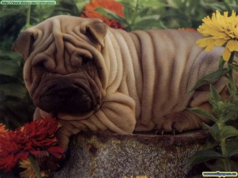 Animales más lindos del mundo II Curiosidades de Animales y Naturaleza