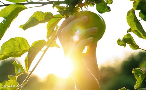 50 عکس خاص و هنری از سیب های خوشمزه و خوشرنگ