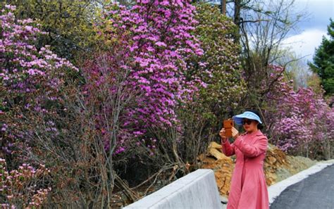 香格里拉杜鵑花開映山紅 中國網