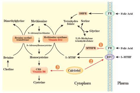 Folate Homocysteine Pathway