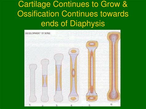 Ppt Skeletal System Powerpoint Presentation Free Download Id466529