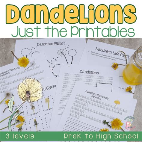 Dandelion Life Cycle
