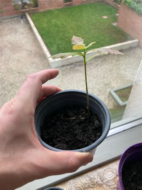 When To Repot A Tree Rplants