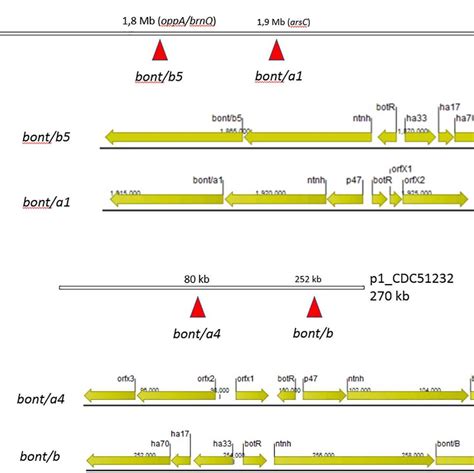 Setting A Sequencing Run With A Nanopore Minion And The Rapid