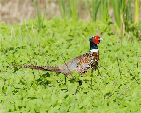 Ring Necked Pheasant — Sacramento Audubon Society