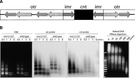 A High Resolution Map Of Nucleosome Positioning On A Fission Yeast