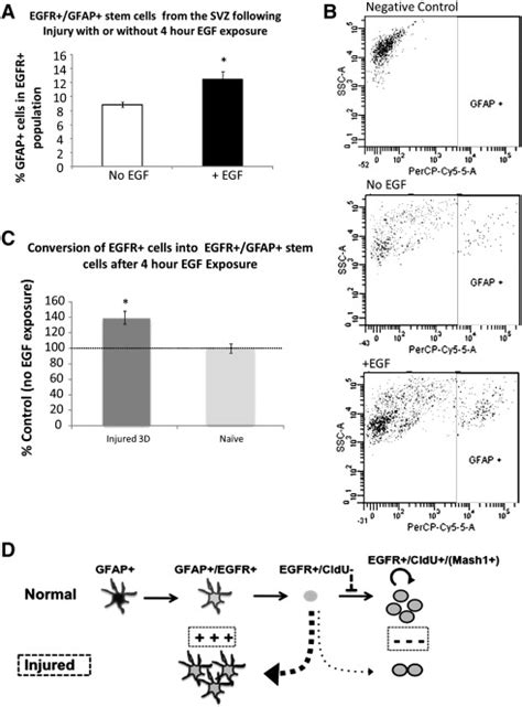 Increased Stem Cell Numbers From The Non Proliferative Population After