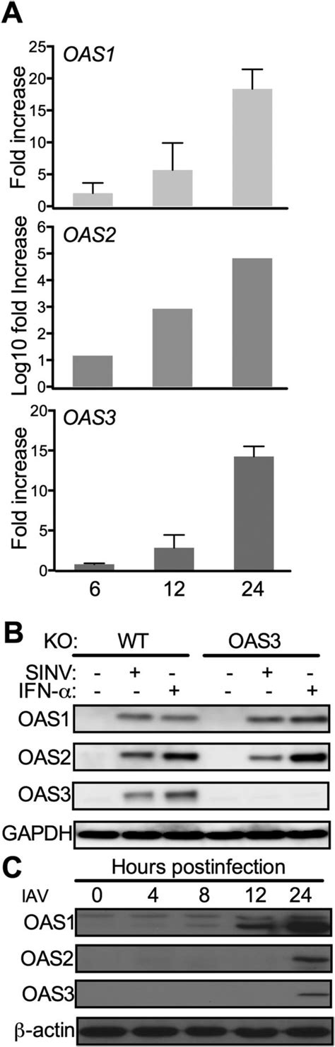 Activation Of Rnase L Is Dependent On Oas3 Expression During Infection