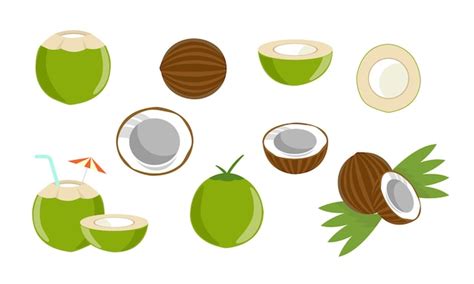 Premium Vector Coconut Fruit And Coconut Elements Vector Illustration