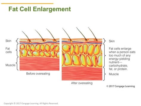 Chapter 6 Energy Balance And Body Composition PPT