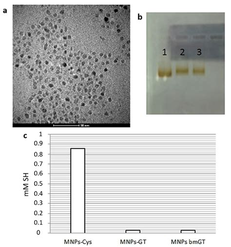 Characterization Of Mnps A Tem Micrograph Of Gliotoxin Download