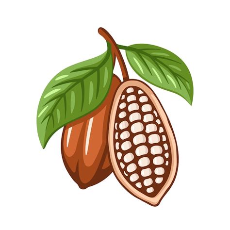Premium Vector Cocoa Beans Isolated On White Background