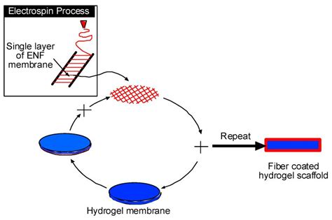 Hydrogel Polycaprolactone Dermal Equivalent Model Electrospun Nanofiber Bioengineering Mdpi