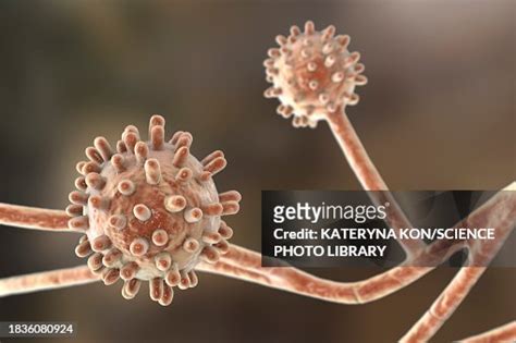 Histoplasma Capsulatum Fungus Illustration High Res Vector Graphic