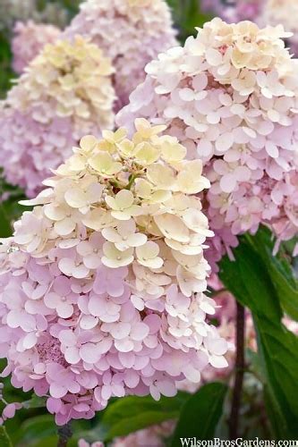 The Best Cold Tolerant And Hardy Hydrangeas That Will Grow In Usda Zone 4