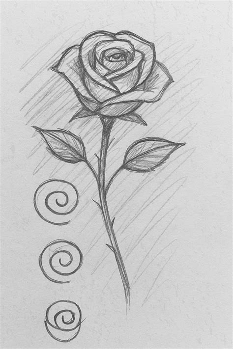 Beginner Rose Drawing Simple Step By Step Guide 🖌️ Rose Drawing Roses Drawing Nature Art