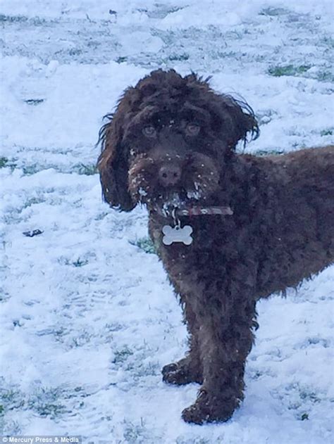 Dunblane Autistic Boy Becomes Friends With Cockapoo Pup Daily Mail Online