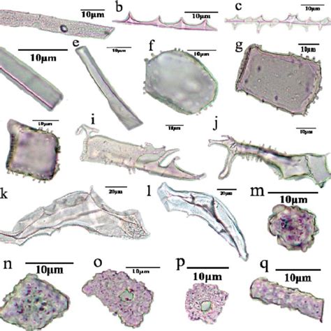 Common Phytolith Morphotypes Observed In The Studied Plant Samples
