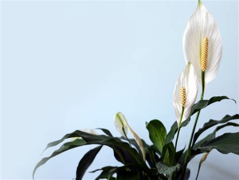 Tips Of Caring For Your Tropical Collection Flowers