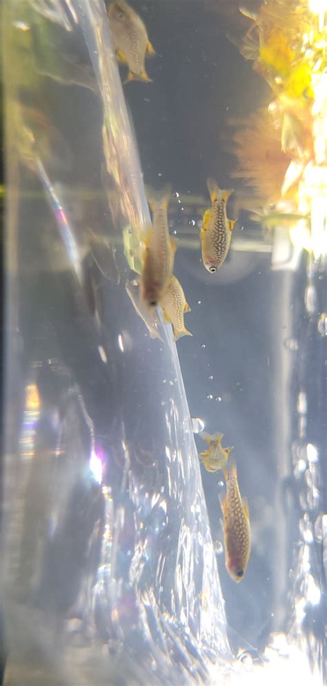 Sex My Celestial Pearl Danios R Aquariums