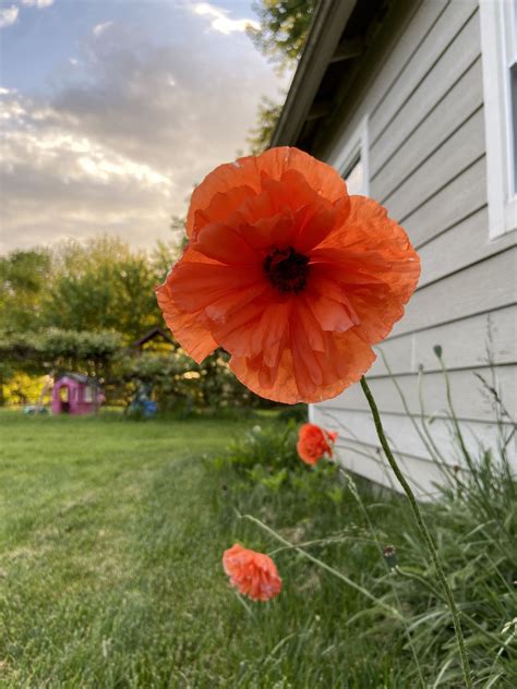 Pattern Spotlight Poppy Hex — Sarah Clark Surface Pattern Designer