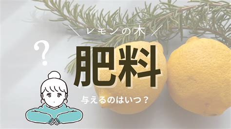 レモンの木に肥料を与えるのはいつ？最適な時期とおすすめ肥料をご紹介 ふじこlife