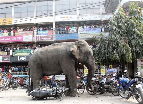 Wild Elephants Kill 5 People In India In Separate Attacks Huffpost