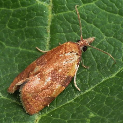 A Tortricid Moth Cenopis Diluticostana Bugguidenet