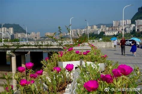 万州园林处最近在苎溪河拦砂坝大桥的防护栏上栽种的太阳花绚丽开放 社会民生 精品万州网址