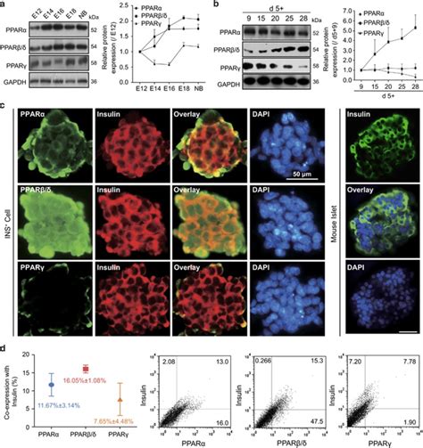 Peroxisome Proliferator Activated Receptorβ δ Activation Is Essential For Modulating P Foxo1