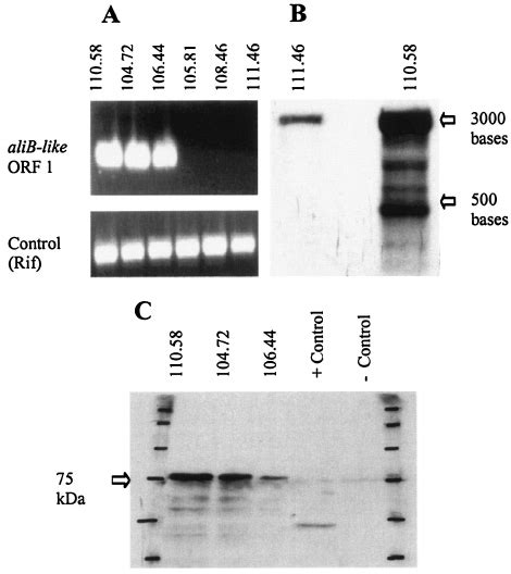 A Rt Pcr Detected Alib Like Orf 1 Expression In Non Encapsulated Download Scientific