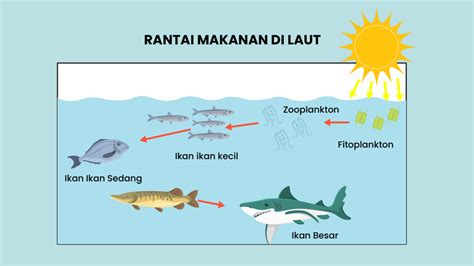 Mencermati Sistem Rantai Makanan Di Sawah Hutan Dan Laut Varia