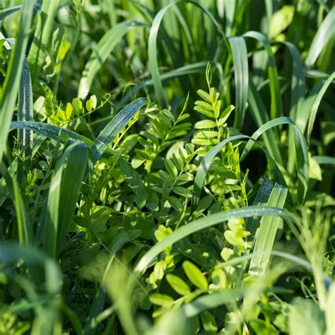 A Vetőmag Keverékek Előnyei Zöldítés Során